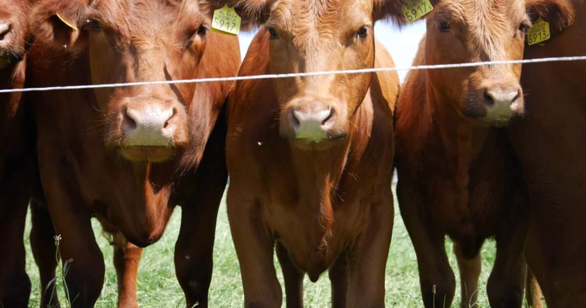 Rundvlees van buiten grazende Red en Black Angus-runderen